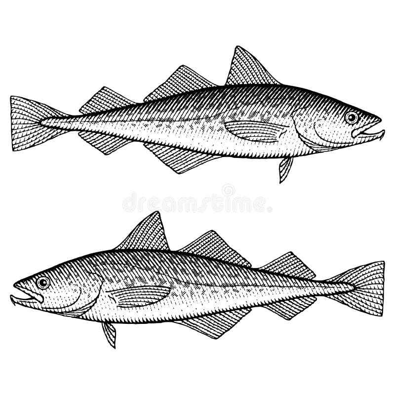 Alaska Pollock stock vector. Illustration of etching - 87010749