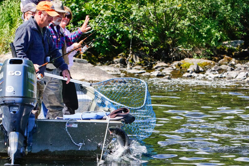 Alaska - Salmon Jumping at the Net 2 Editorial Image - Image of fight ...