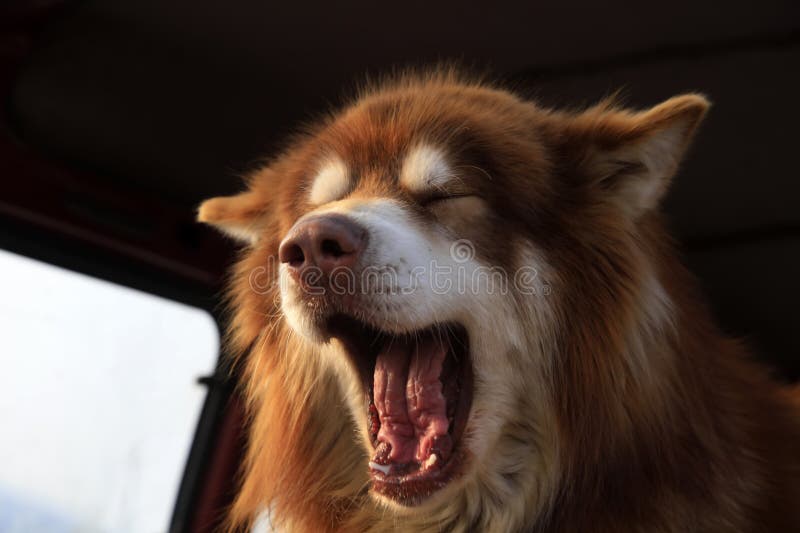 Alaska sled dog stock image. Image of hair, face, cute - 369391147