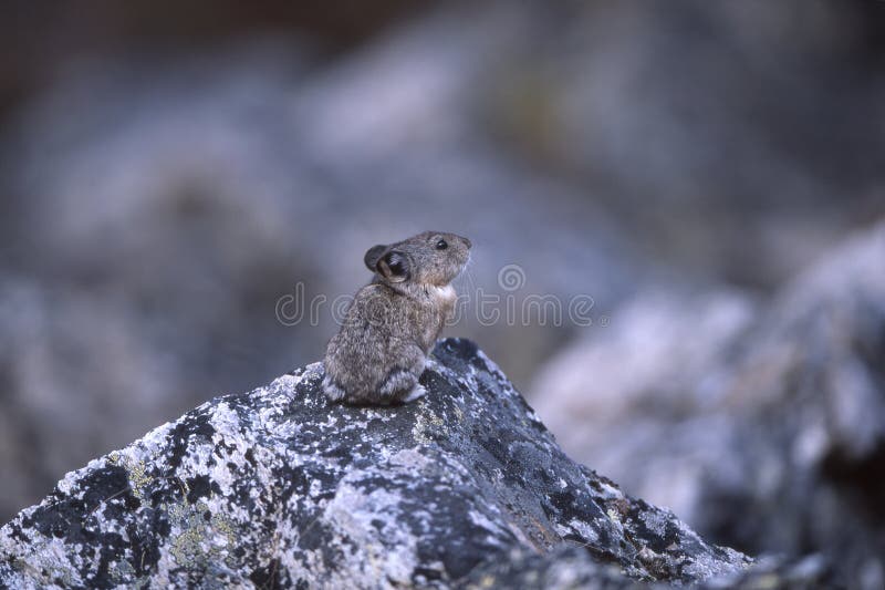 Alaska - Spitzmaus stockfoto. Bild von zustände, eingebürgert - 13068494