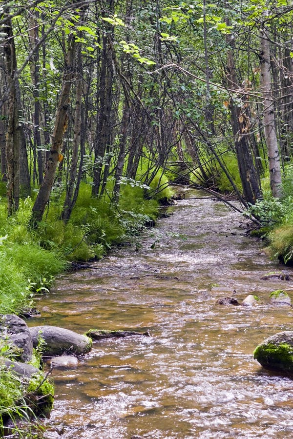 Alaska Stream stock image. Image of foliage, water, anchorage - 3049689