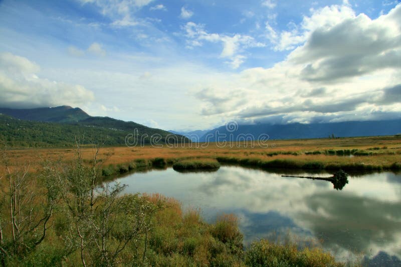 Alaska Stream stock image. Image of leaves, flora, geography - 3382283