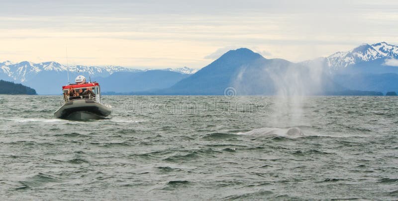 Alaska - Walvis 2 Van De Gebochelde Van De Kleine Boot Grote ...