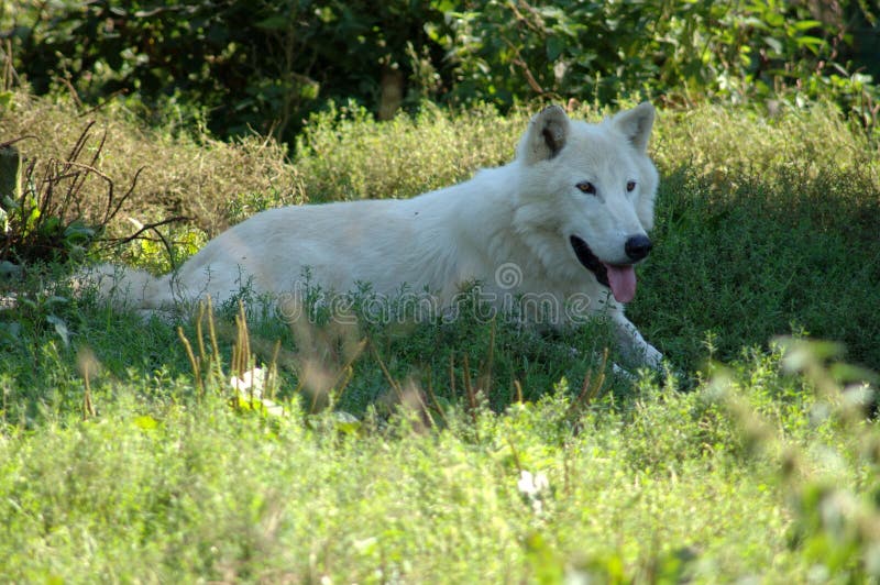 Alaska wolf. stock photo. Image of mammal, alaska, vegatation - 222874