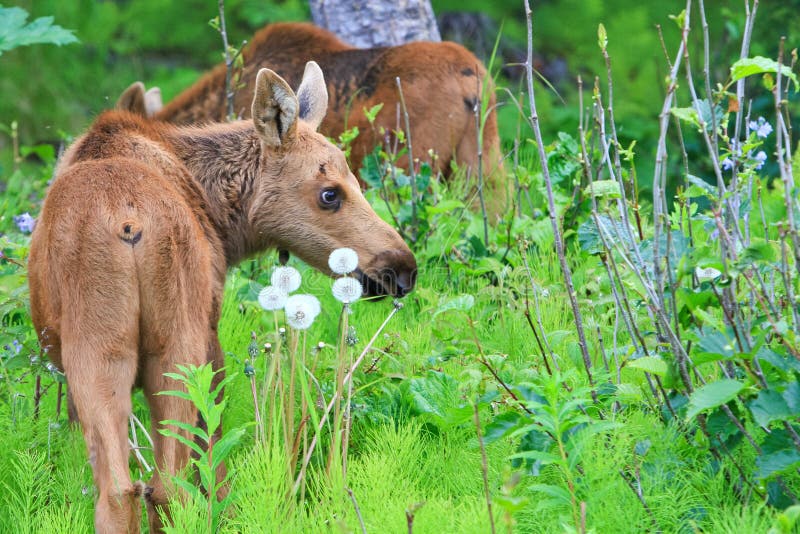 Alaska Young Moose Calf Twins Stock Image - Image of life, kenai: 28071505
