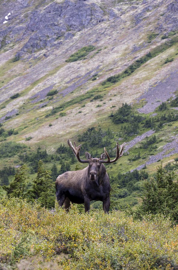 Alaska Yukon Bull Moose in Autumn in Alaska Stock Image - Image of bull ...