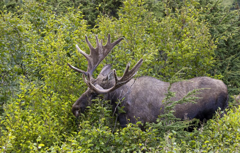 Alaska Yukon Bull Moose in Autumn in Alaska Stock Photo - Image of ...