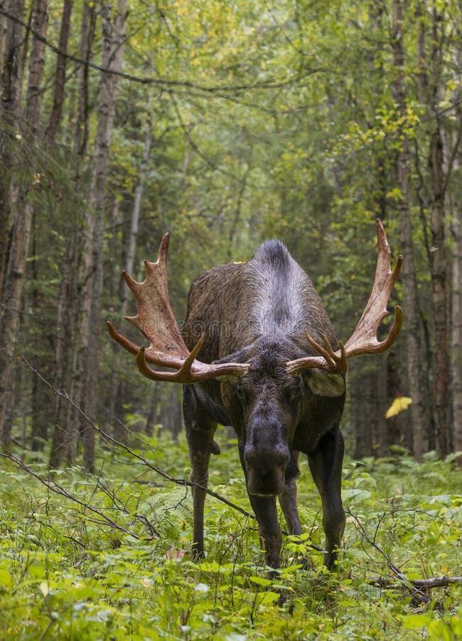 Alaska Yukon Bull Moose in Autumn in Alaska Stock Photo - Image of wild ...