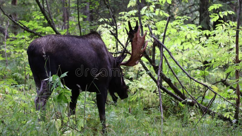 Alaska Yukon Bull Moose in Alaska in Autumn Stock Footage - Video of ...