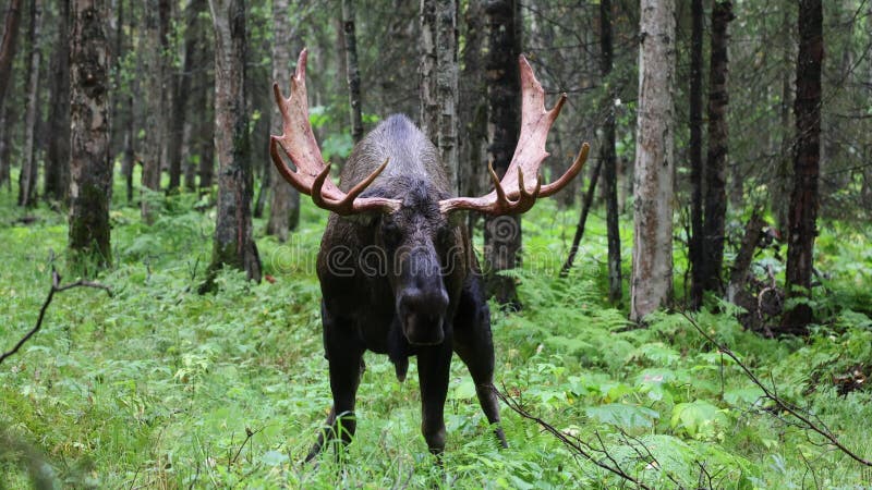 Alaska Yukon Bull Moose in Autumn in Alaska Stock Video - Video of ...