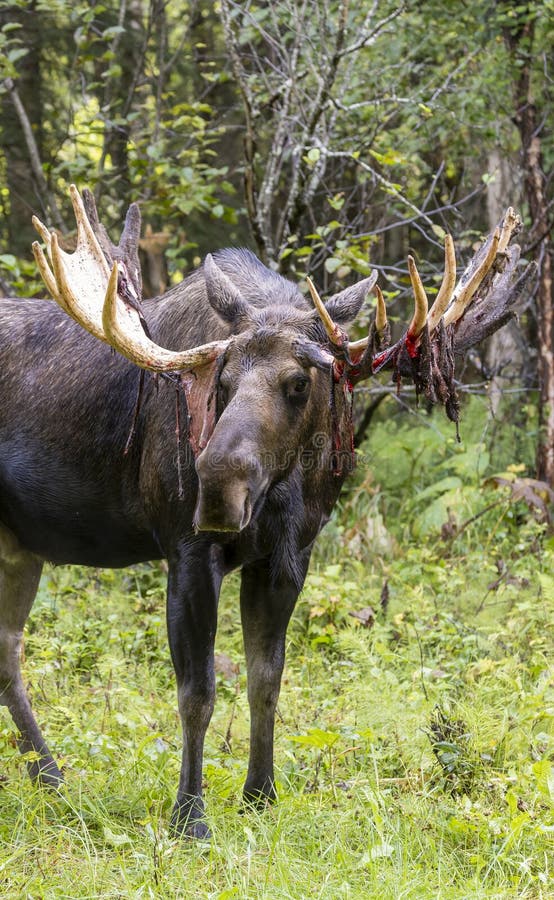 Alaska Yukon Bull Moose in Autumn in Alaska Stock Photo - Image of ...