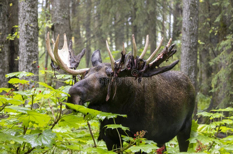 Alaska Yukon Bull Moose in Alaska in Autumn Stock Photo - Image of ...