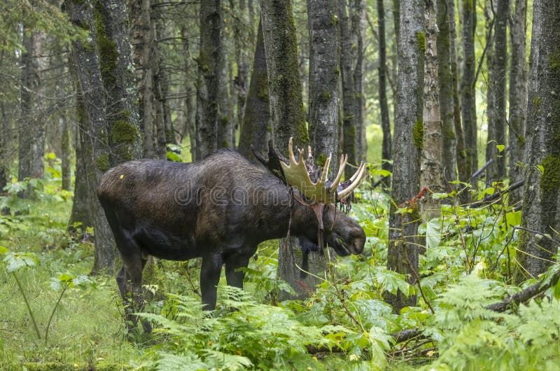 Alaska Yukon Bull Moose in Autumn in Alaska Stock Image - Image of ...