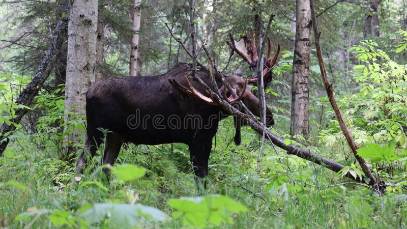 Bull Alaska Yukon Moose in Alaska in Fall Stock Video - Video of travel ...