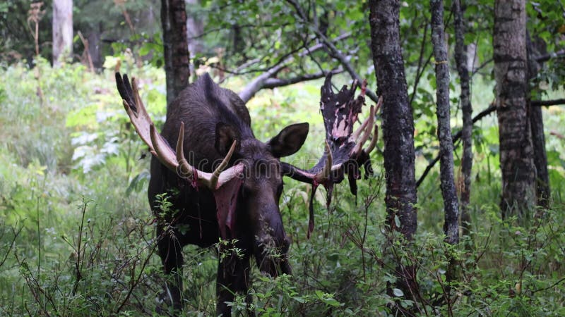 Alaska Yukon Bull Moose in Alaska in Early Fall Stock Footage - Video ...