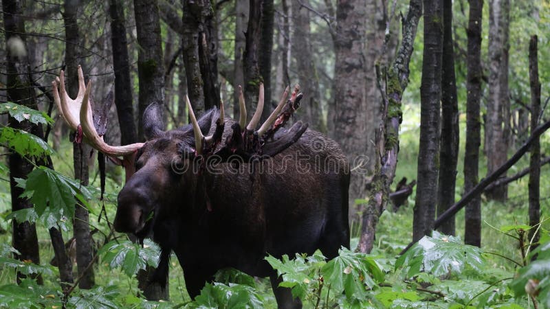 Alaska Yukon Bull Moose in Alaska in Fall Stock Footage - Video of ...