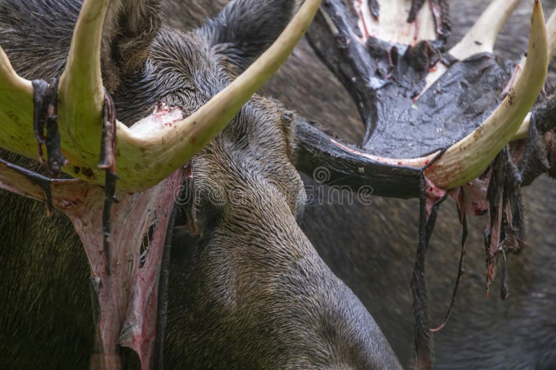 Alaska Yukon Bull Moose in Alaska in Fall Stock Image - Image of ...