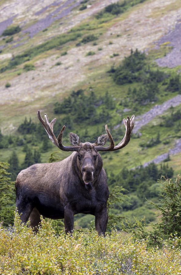 Alaska Yukon Bull Moose in Alaska in Fall Stock Image - Image of deer ...