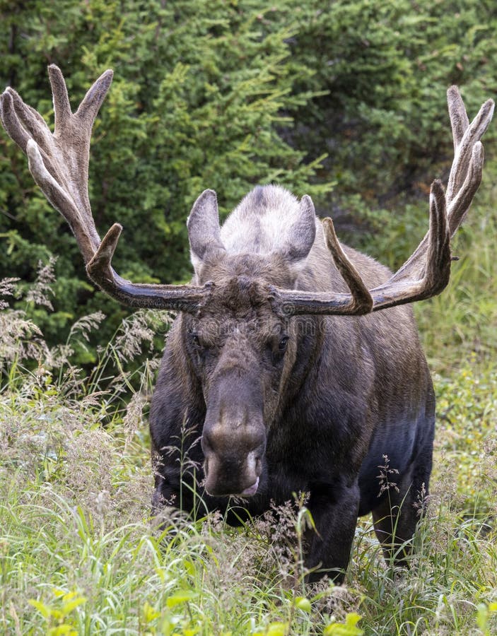 Alaska Yukon Bull Moose in Alaska in Fall Stock Image - Image of alaska ...