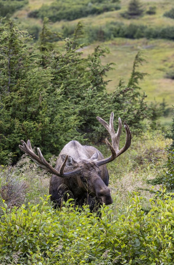 Alaska Yukon Bull Moose in Fall in Alaska Stock Photo - Image of ...