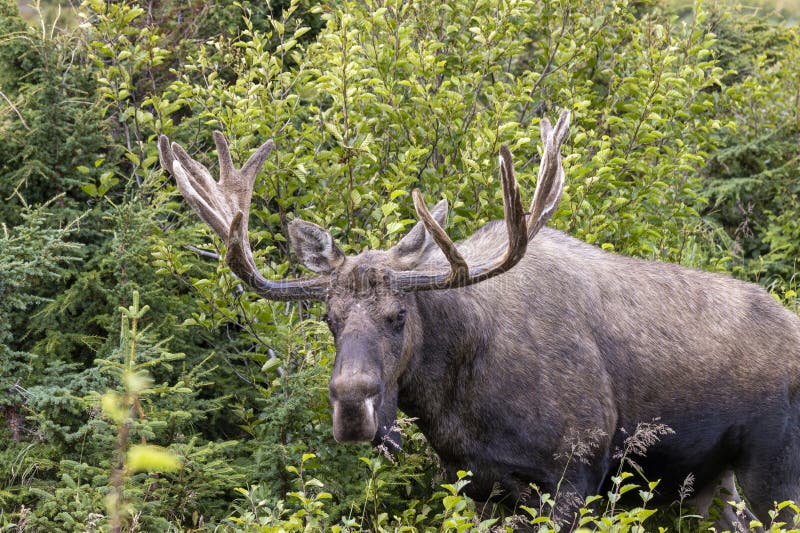 Alaska Yukon Bull Moose in Fall in Alaska Stock Image - Image of moose ...