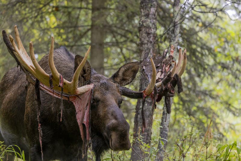 Bull Moose Bedded in Fall in Grand Teton National Park Stock Photo ...