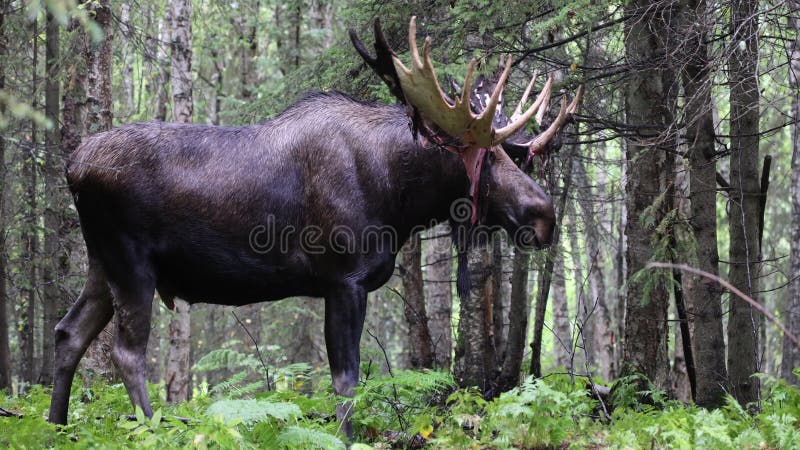 Alaska Yukon Bull Moose in Fall Alaska Stock Footage - Video of ...