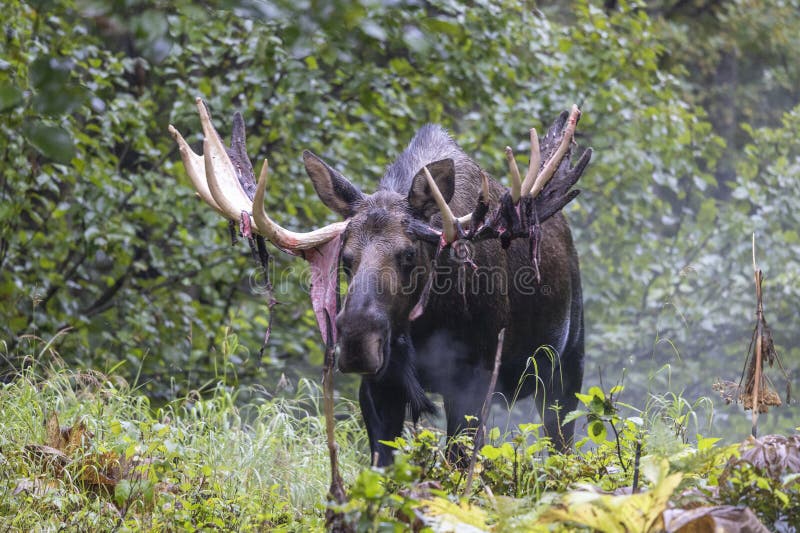 Alaska Yukon Bull Moose in Fall in Alaska Stock Image - Image of animal ...