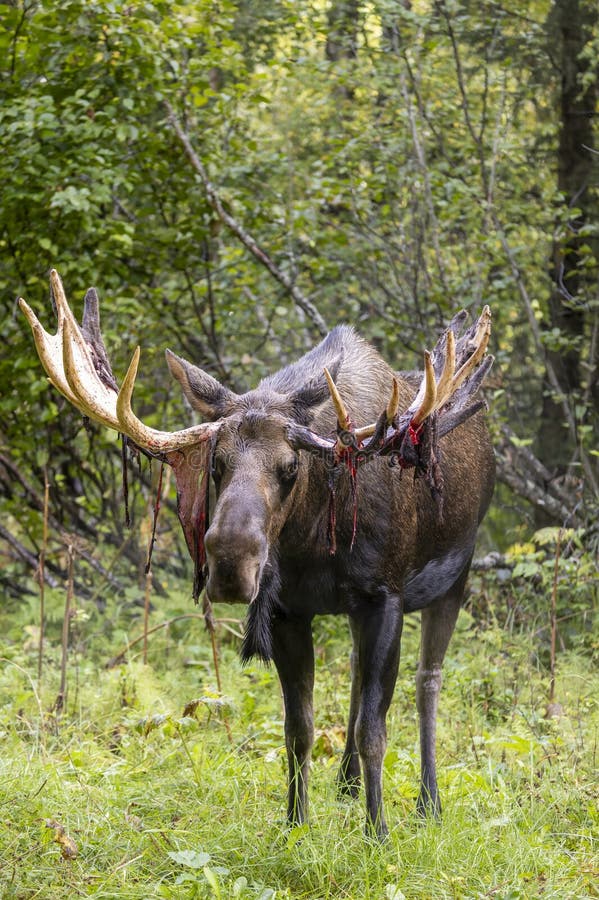 Alaska Yukon Bull Moose in Fall in Alaska Stock Image - Image of deer, autumn: 346499903