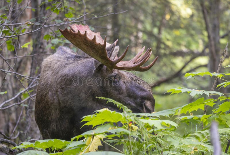 Bull Moose Bedded in Fall in Grand Teton National Park Stock Photo ...