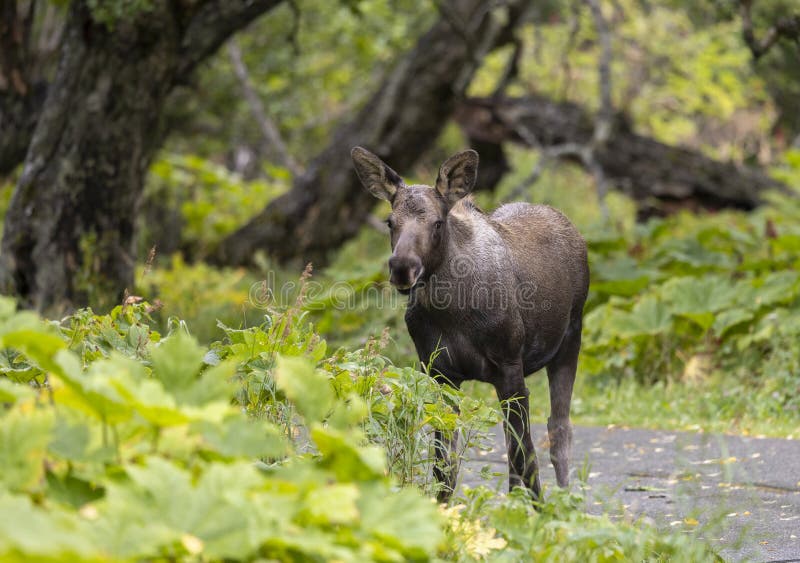 Alaska Yukon Calf Moose in Alaska in Fall Stock Photo - Image of moose ...