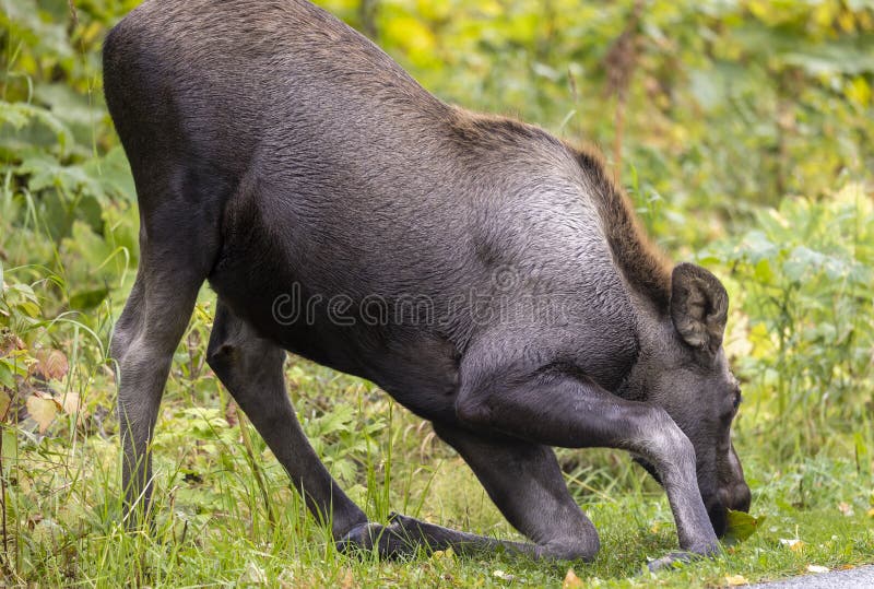 Alaska Yukon Calf Moose in Fall in Alaska Stock Photo - Image of alaska ...
