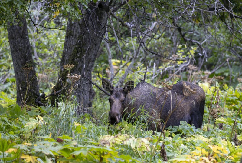 Alaska Yukon Cow Moose in Fall in Alaska Stock Image - Image of nature ...