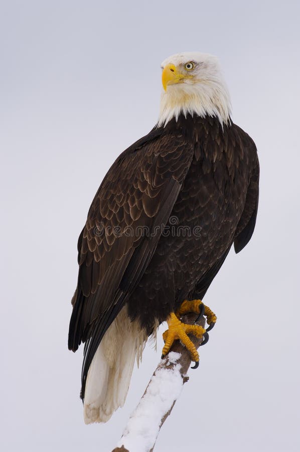 Bald Eagle flying stock image. Image of leucocephalus - 17538297