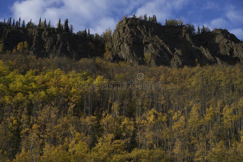 Alaskan Birch Tree Fall Colors Stock Image - Image of alaskan, green ...