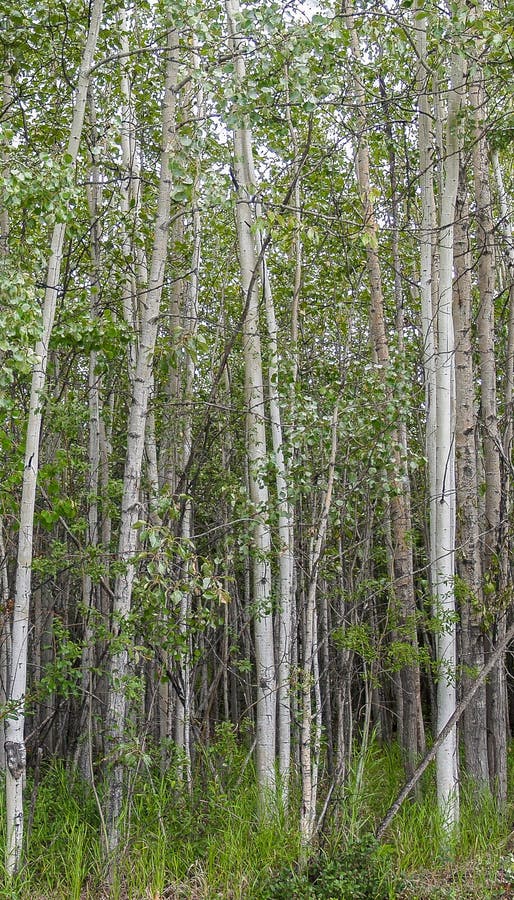 Alaskan Birch Trees Growing Densely in Wetland Stock Photo - Image of ...