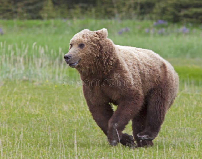 1,480 Cub Run Stock Photos - Free & Royalty-Free Stock Photos from ...