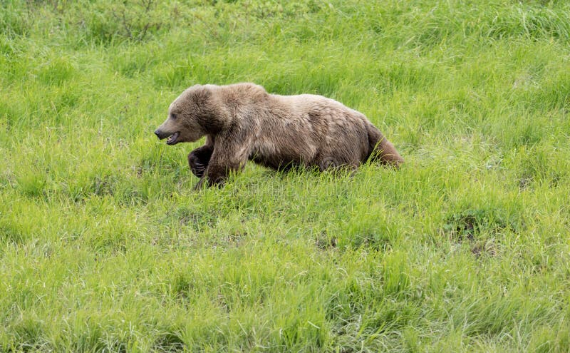 Alaskan Brown Bear in Meadow Stock Image - Image of bear, field: 260289197
