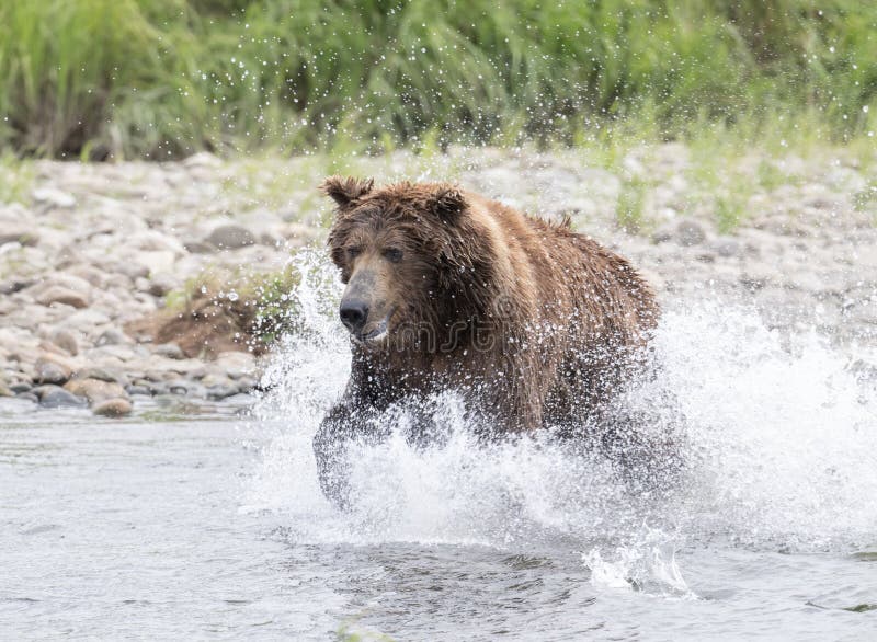 Alaskan Brown Bear Running in Water Stock Photo - Image of ursus ...