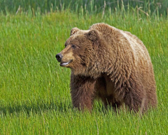 Alaskan Brown Bear Sow Standing Stock Photo - Image of carnivore ...