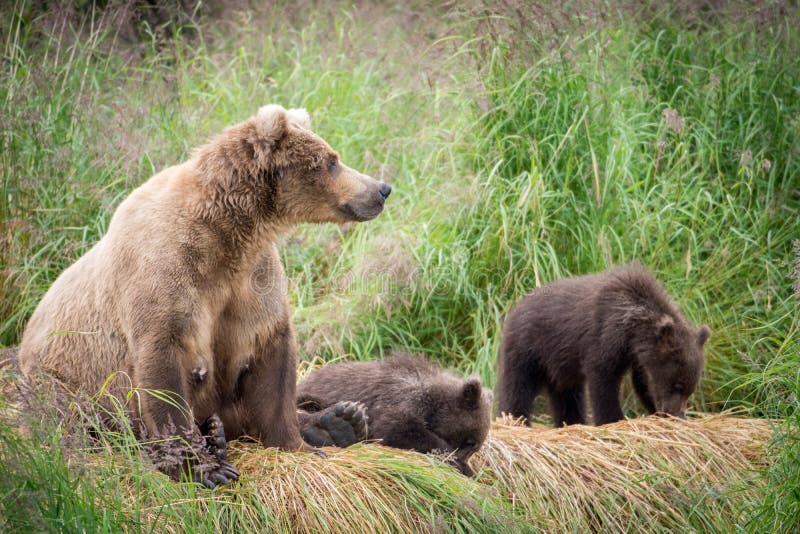 Alaskan Brown Bear Sow With Cubs Stock Photo - Image of brown ... Alaskan Brown Bear Sow With Cubs Stock Photo - Image of brown ...