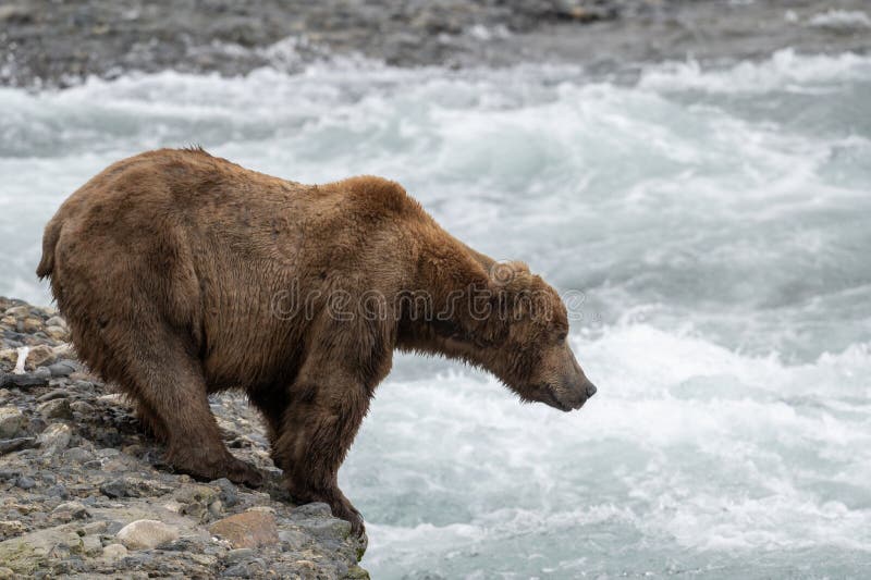 Alaskan Brown Bear Standing on the Edge Over Rapids Stock Image - Image ...