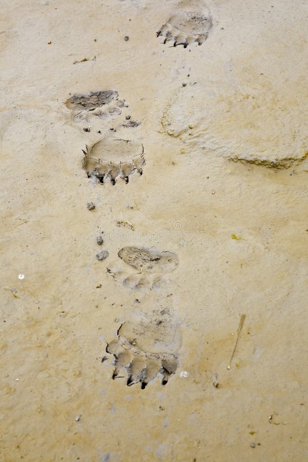 Brown Bear Claw Tracks Grizzly Claws Paw Track Stock Photo - Image of ...