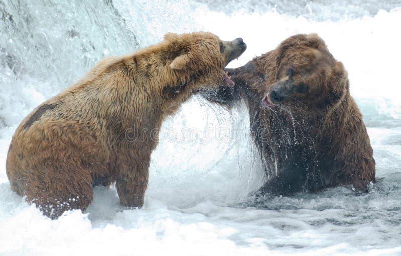 Grizzly bears fight stock photo. Image of grizzly, bears - 47523532