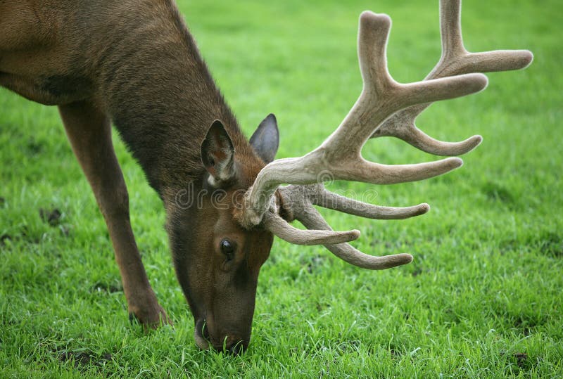 Alaskan Elk stock image. Image of antler, america, brown - 15819689