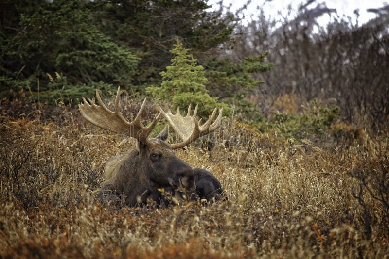 Alaskan Fall Moose stock image. Image of dream, male - 63791363