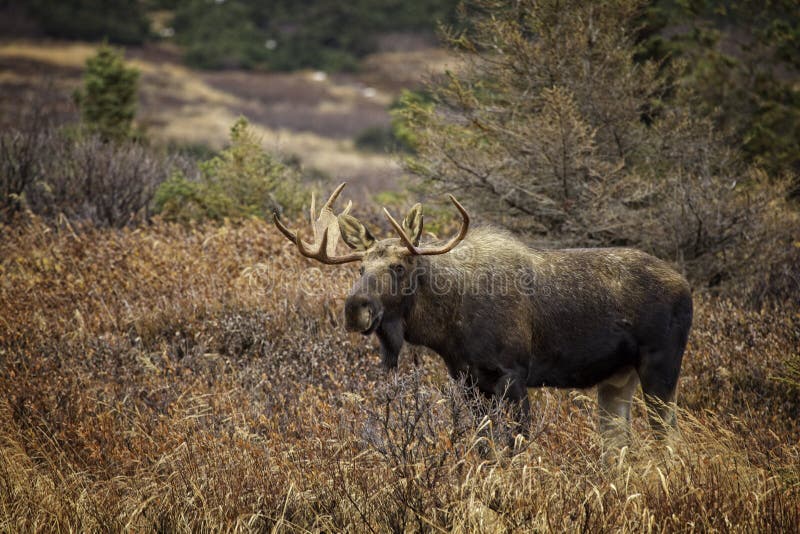 Alaskan Fall Moose stock photo. Image of mammal, adult - 63792060