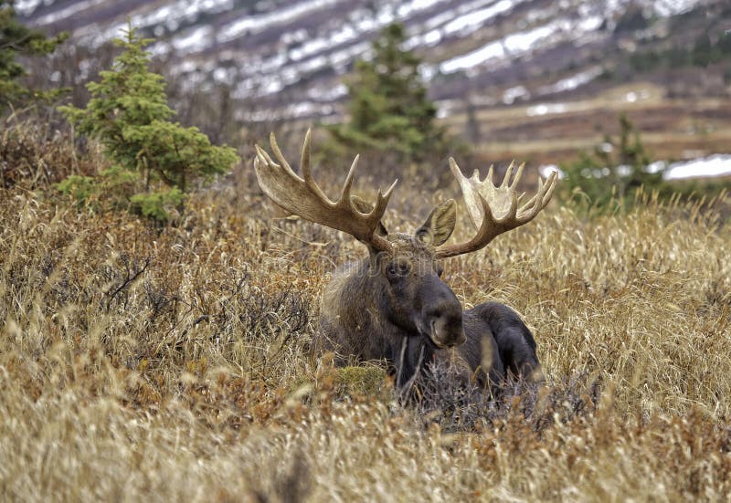 Alaskan Fall Moose stock photo. Image of denali, moose - 63792232
