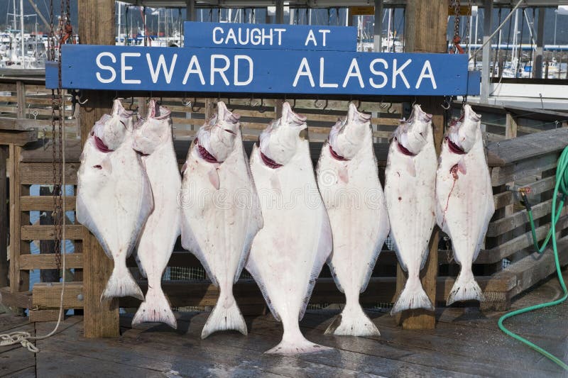 Alaskan fish stock image. Image of quay, caught, halibut - 11489633
