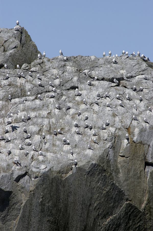 Alaskan Gulls Roosting on Rock Face Stock Image - Image of grey, roost ...